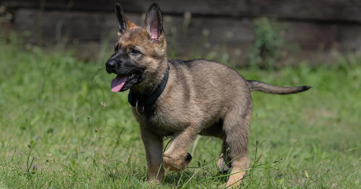 Available Best German Shepherd Price in India: Buy German Shepherd Dog ...