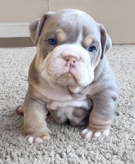 Buy BullDog Puppies for Sale in Delhi NCR, India At Best Prices