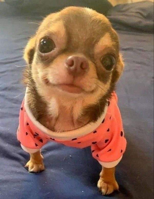Chihuahua Puppies For Sale in India At Best Prices | Puppiezo