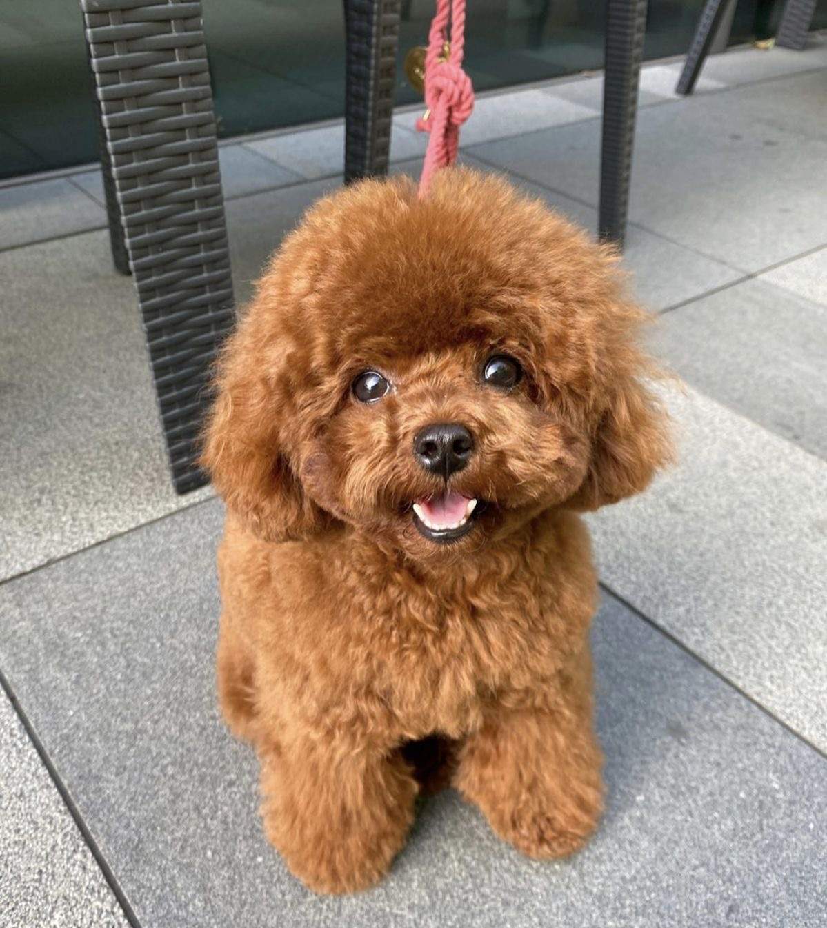 Toy Poodle Puppies For Sale In Delhi NCR India Limited Availability Toy Poodle Puppies For Sale In Delhi NCR India Limited Availability