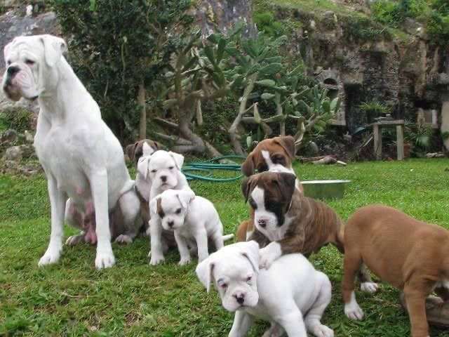 Buy White Boxer Puppies For Sale in Delhi NCR, India