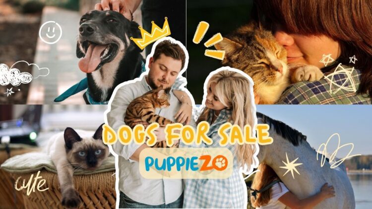 Dogs for Sale: A Comprehensive Guide to Finding the Perfect Pet