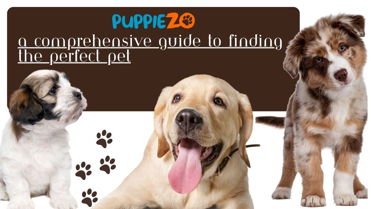 Dogs for Sale: A Comprehensive Guide to Finding the Perfect Pet
