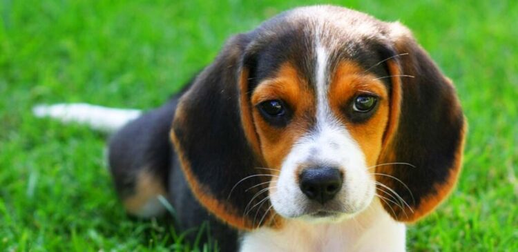 Beagle Puppies for sale in India At Best Prices | Puppiezo