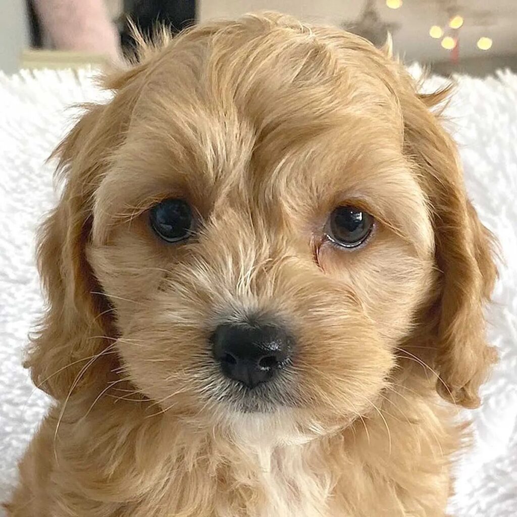 Cockapoo Puppies For Sale in India At Best Prices | Puppiezo