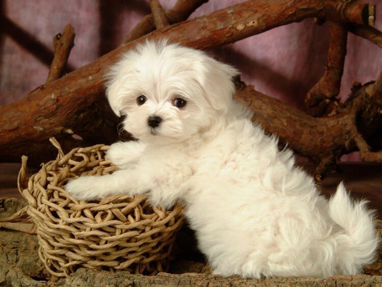 Maltese Puppies For Sale in India At Best Prices | Puppiezo