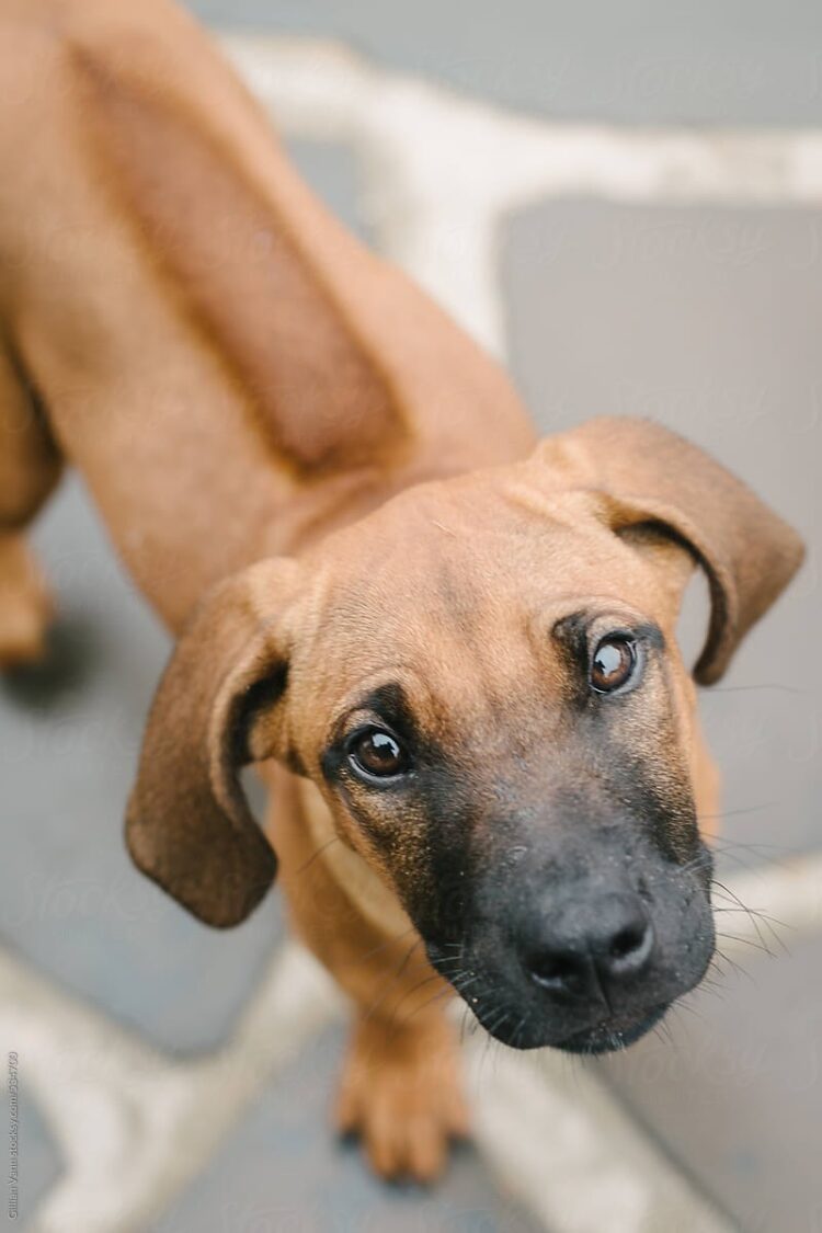 Rhodesian Ridgeback Puppies For Sale in India At Best Prices | Puppiezo