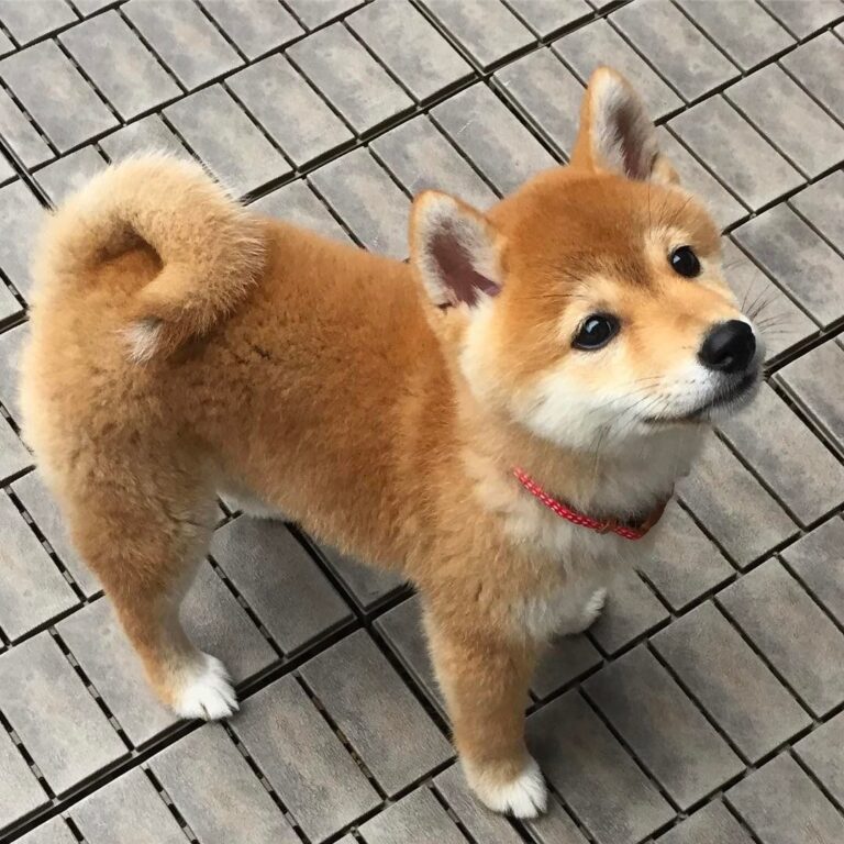 Shiba Inu Puppies For Sale in India At Best Prices | Puppiezo