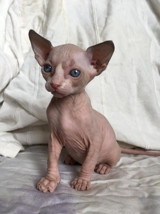 Sphynx Cat Price – Hairless Sphynx Kittens Available at Best Price in India