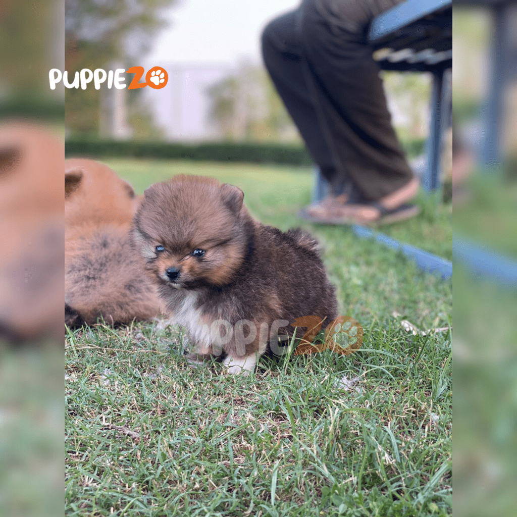 Pomeranian Price – Adorable, Healthy & Trusted Toy Pom Puppies for Sale