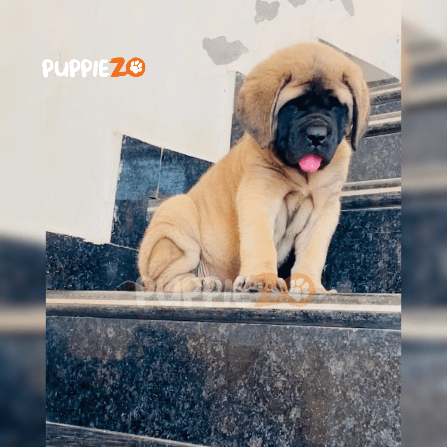 English Mastiff Price – Buy Giant, Gentle & Family-Loving Mastiff ...