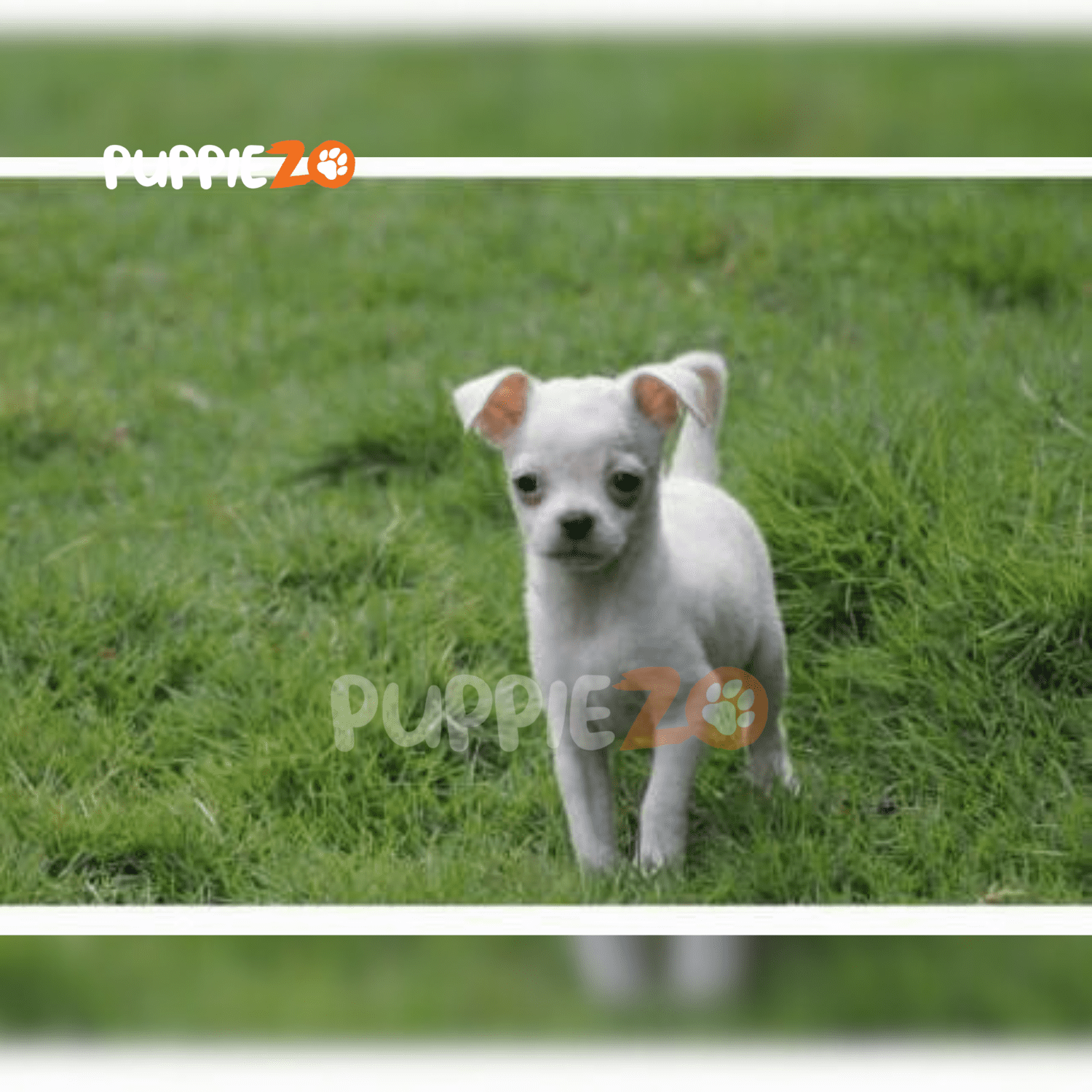 Buy Chihuahua Puppies – Tiny, Alert & Loyal Toy Breed Companions in ...