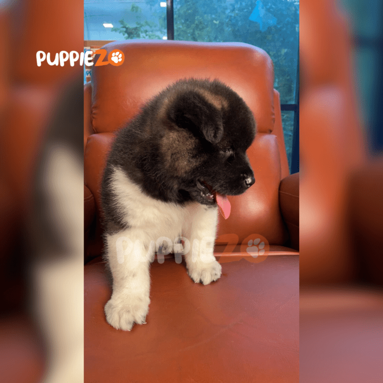 Akita Dog Price – Buy Rare, Powerful & Loyal Japanese Akita Puppies in ...