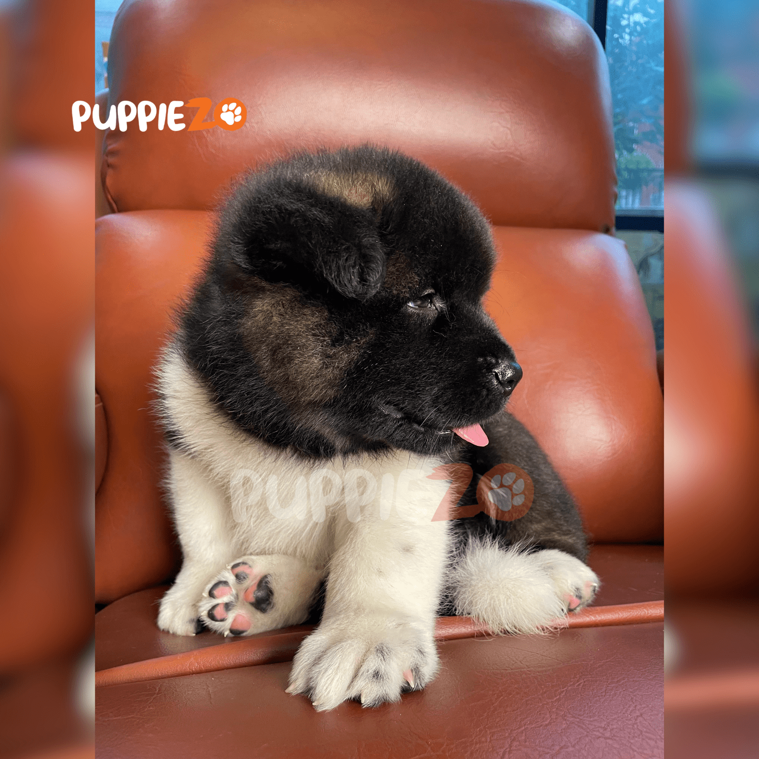 Akita Dog Price – Buy Rare, Powerful & Loyal Japanese Akita Puppies in ...