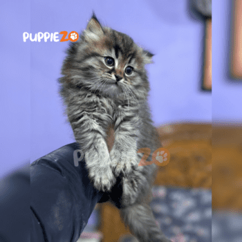 Buy Purebred Kittens & Cats for Sale in India | Puppiezo