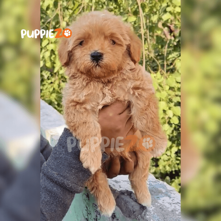 Buy Maltipoo Puppies – Friendly, Intelligent & Adorable Hybrid Dogs in ...