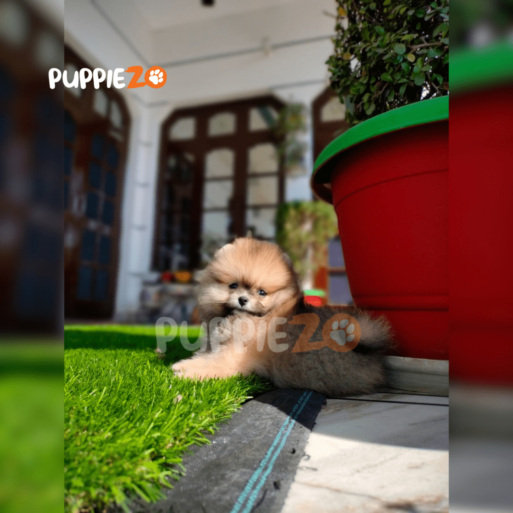 Toy Pom Puppies For Sale in India At Best Prices | Puppiezo
