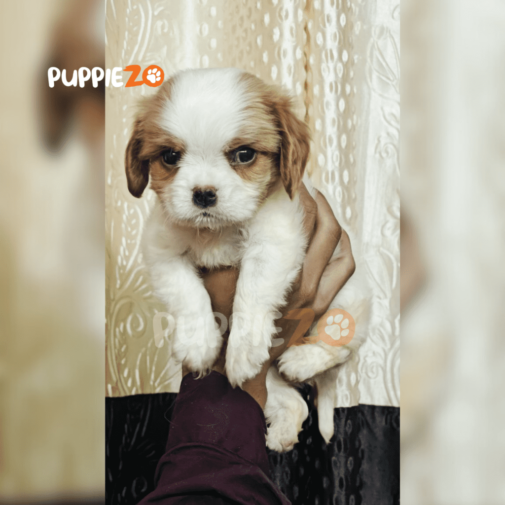Individual Pets – Buy Unique, Purebred Puppies & Cats Online