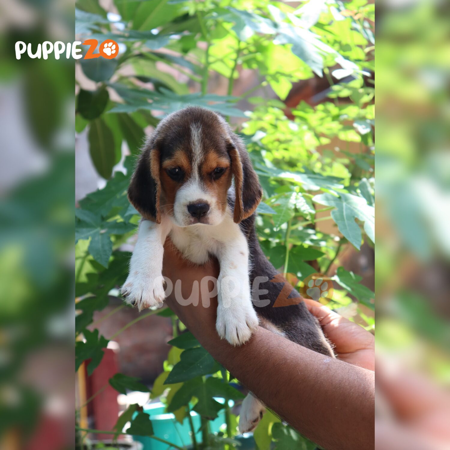 Beagle Puppies for Sale in Delhi, NCR India, Limited Availability ...