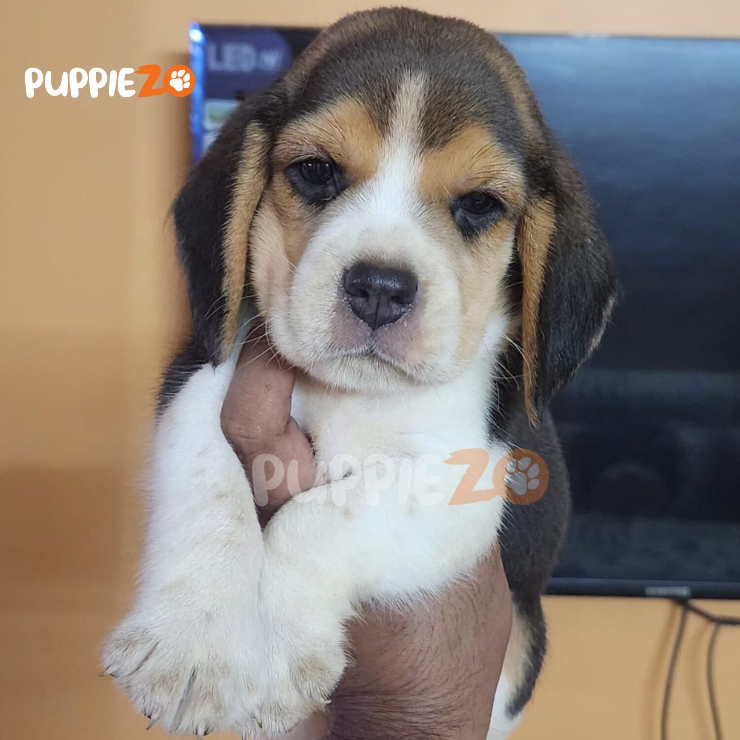 Beagle Puppies for Sale in Delhi, NCR India, Limited Availability ...