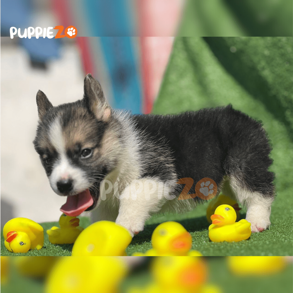 Corgi Price in India – Buy Pembroke & Cardigan Corgi Puppies Online