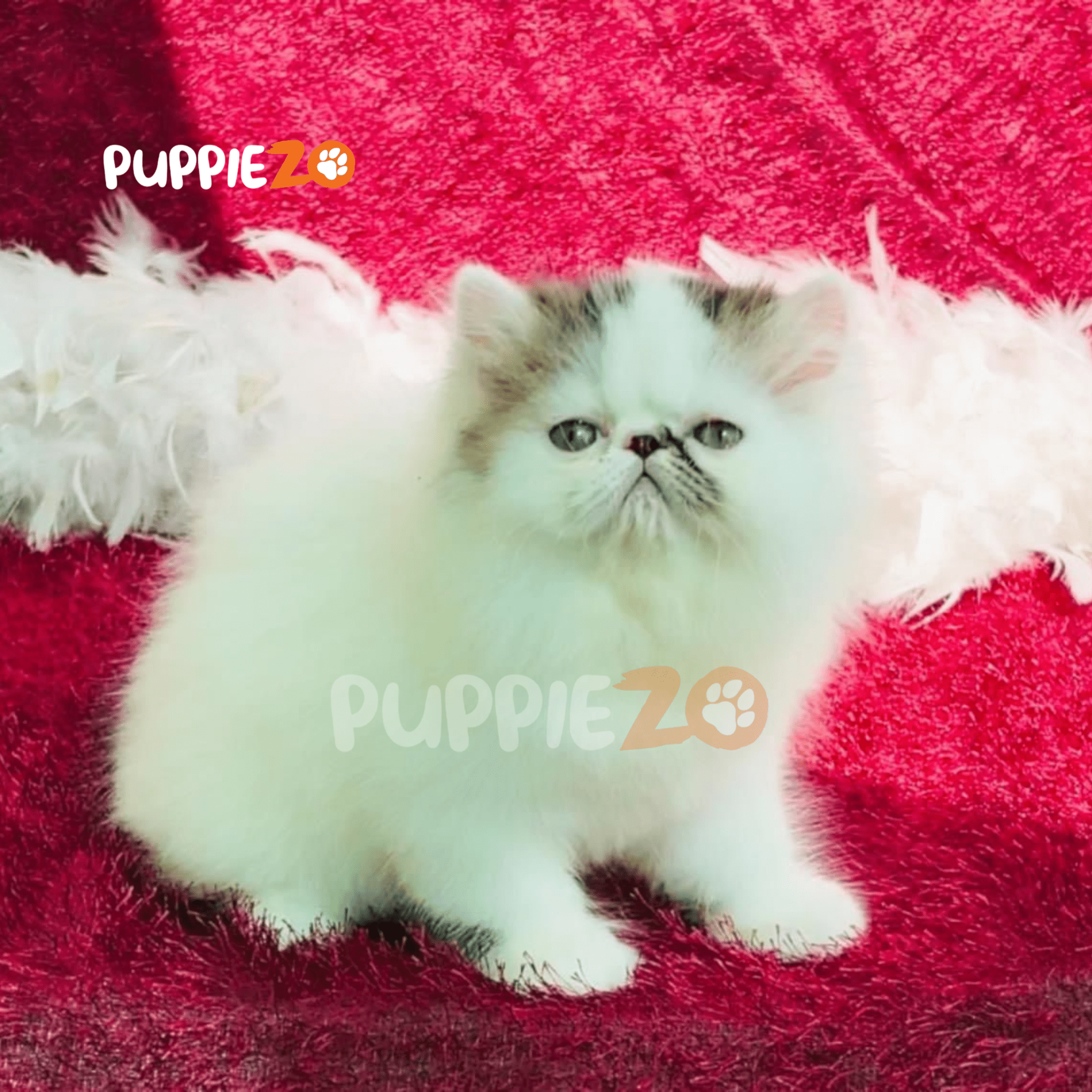 Persian Cat Punch Face Price – Buy Punch Face Persian Cats Online in India