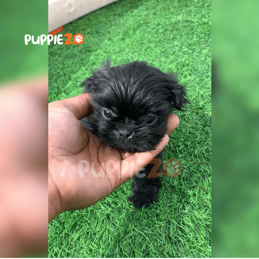 Buy Certified Black Shih Tzu Puppies – Rare, Well-Bred & KCI Registered ...