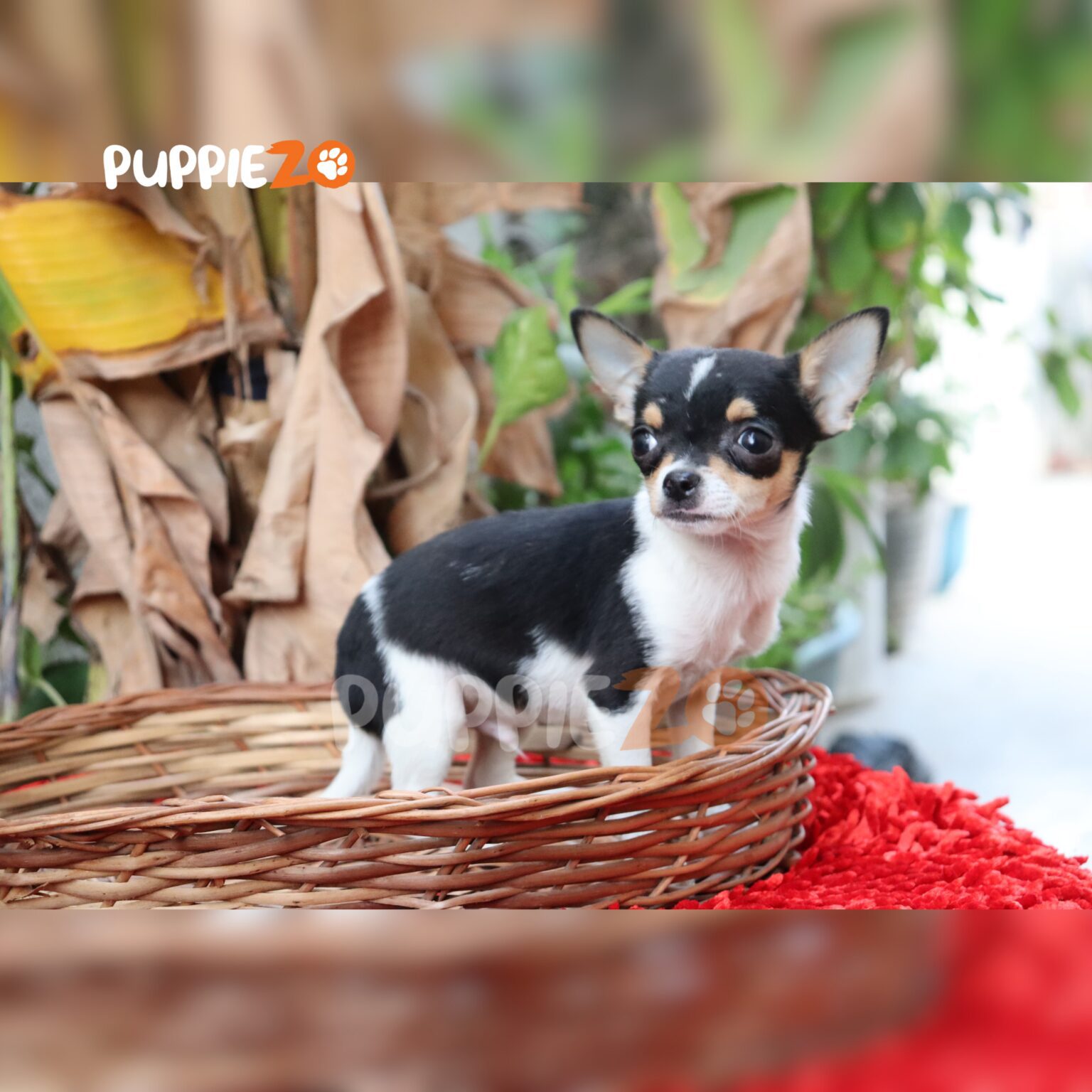 Buy Chihuahua Puppies For Sale in Delhi NCR, India at Best Prices
