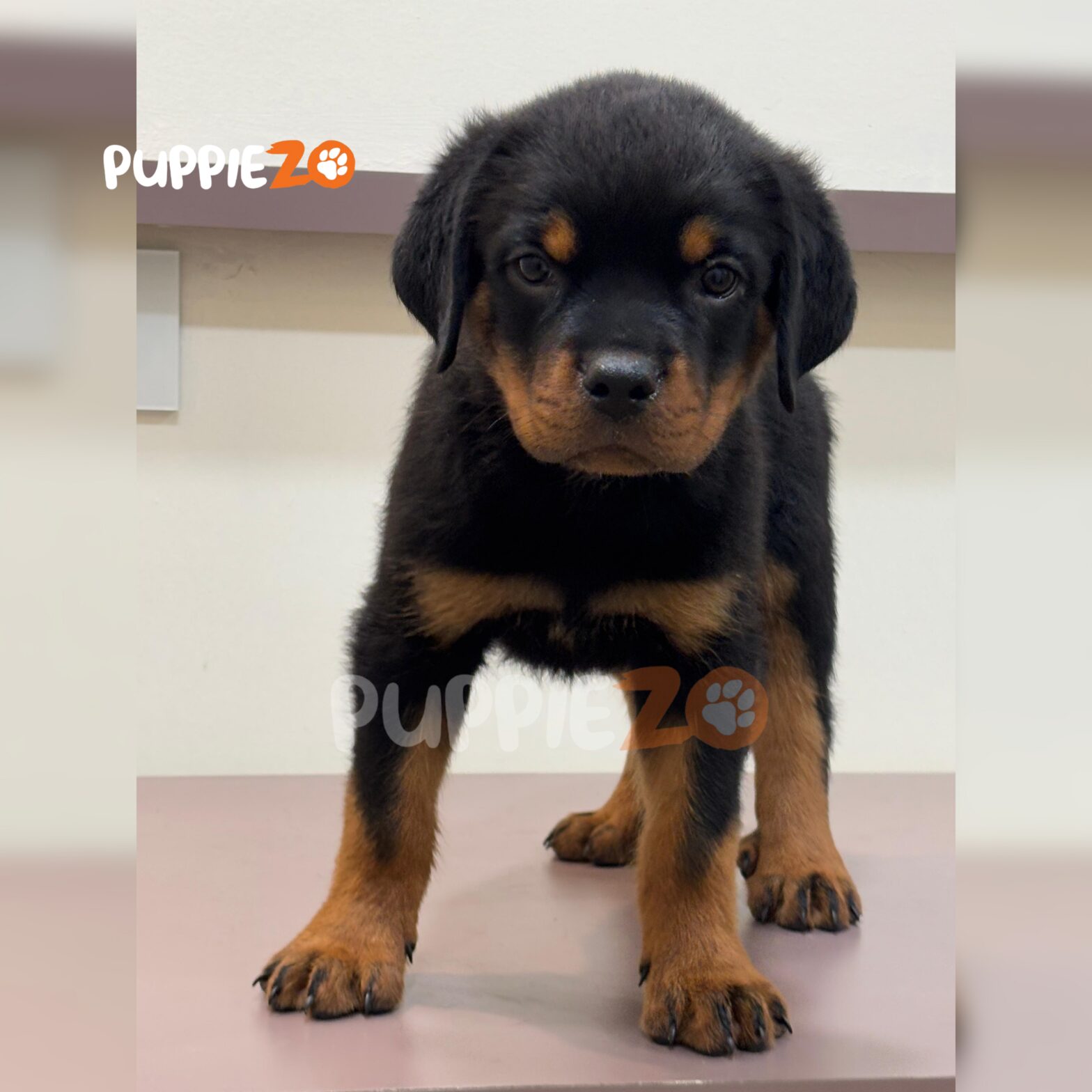 Scottish Fold - Puppiezo