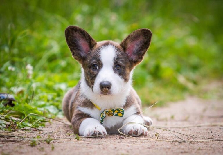 Corgi Puppies For Sale in India At Best Prices | Puppiezo