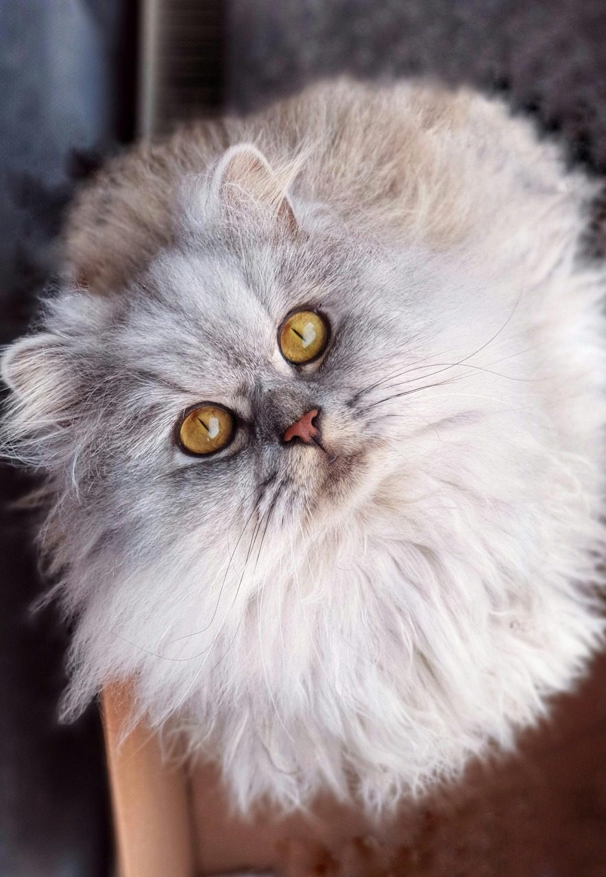 Chinchilla Cat Price – Buy Purebred Chinchilla Cats in India at ...