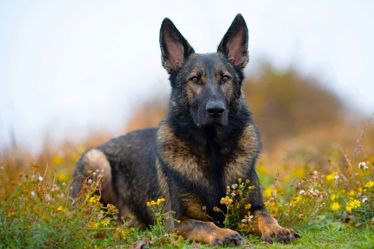 German Shepherd Working Line Puppies For Sale in India At Best Prices ...