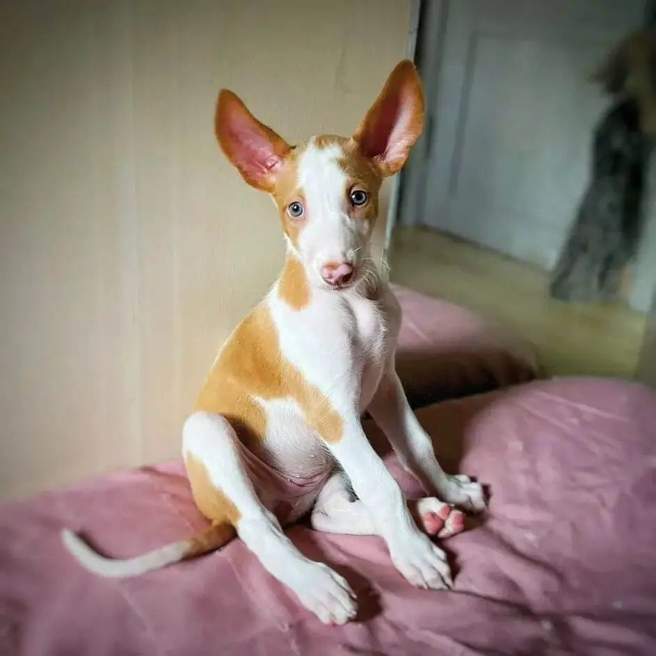 Ibizan Hound Price in India – Buy Elegant Ibizan Hound Puppies | Puppiezo