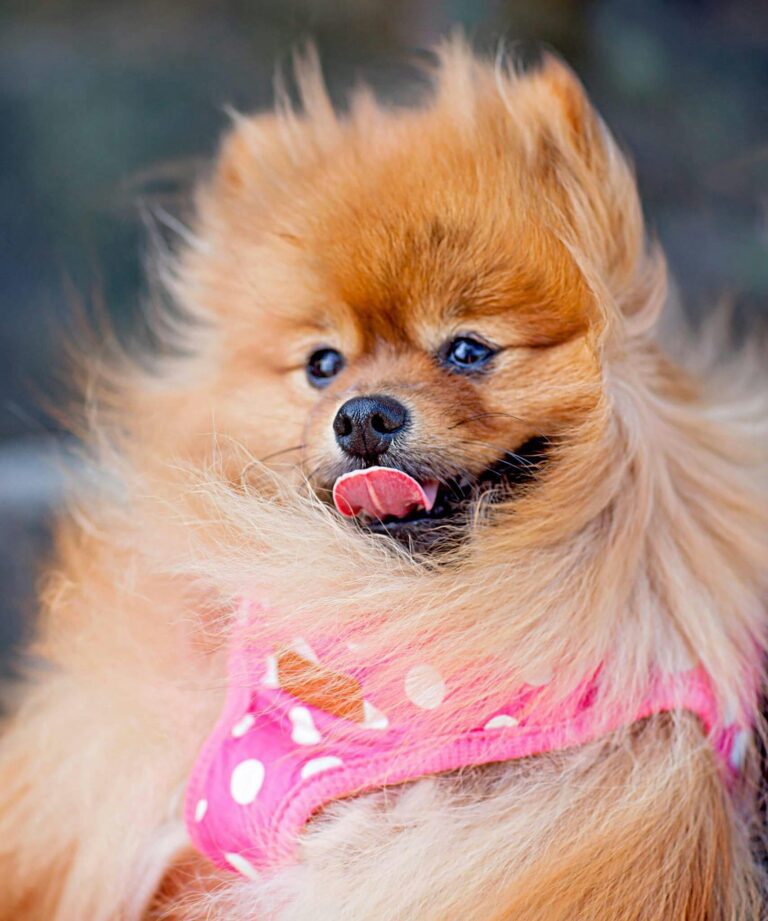Indian Spitz Puppies For Sale in India At Best Prices | Puppiezo
