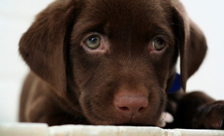 Chocolate Labrador Retriever Puppies For Sale in India At Best Prices ...
