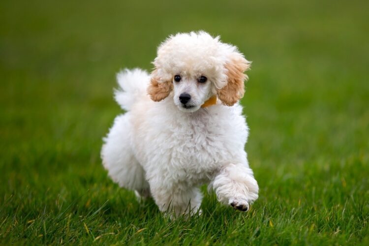 Poodle Puppies For Sale in India At Best Prices | Puppiezo