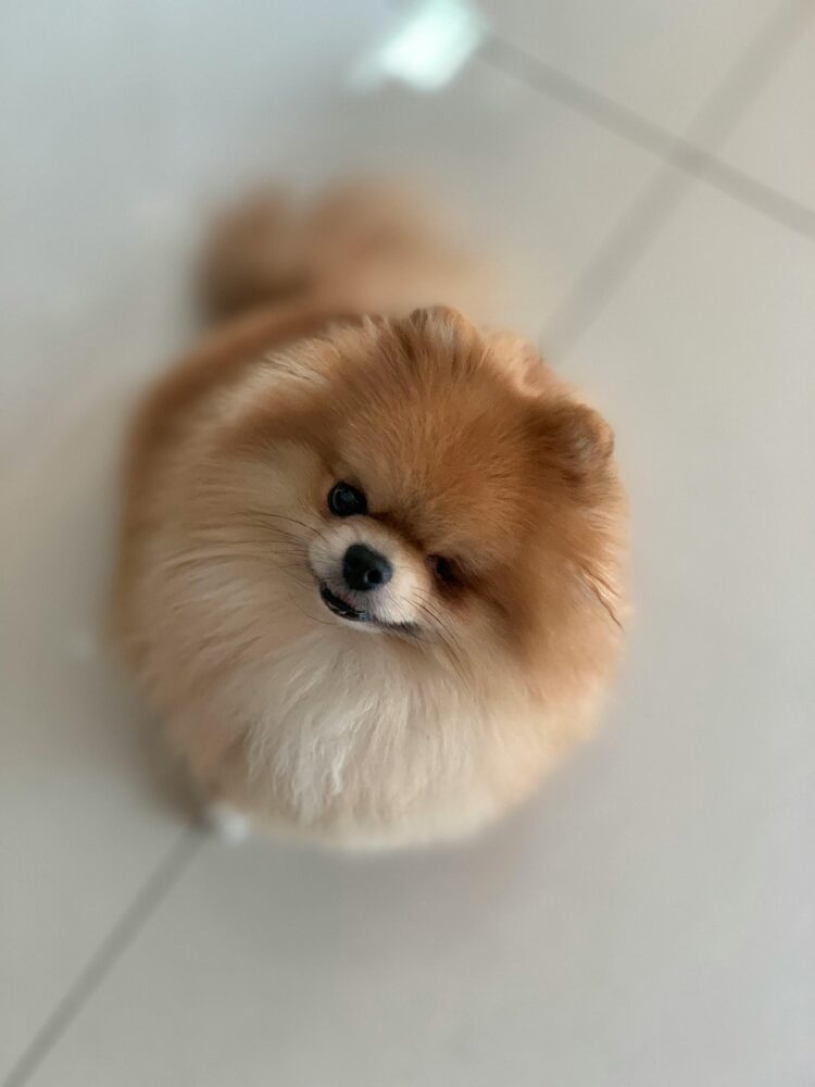 Normal Pomeranian Puppies For Sale in India At Best Prices | Puppiezo