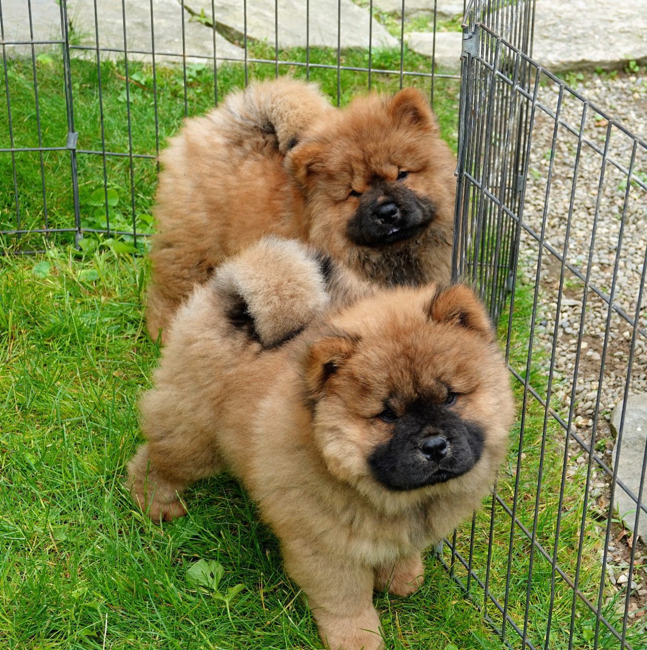 Chow Chow Red Puppies For Sale in India At Best Prices | Puppiezo