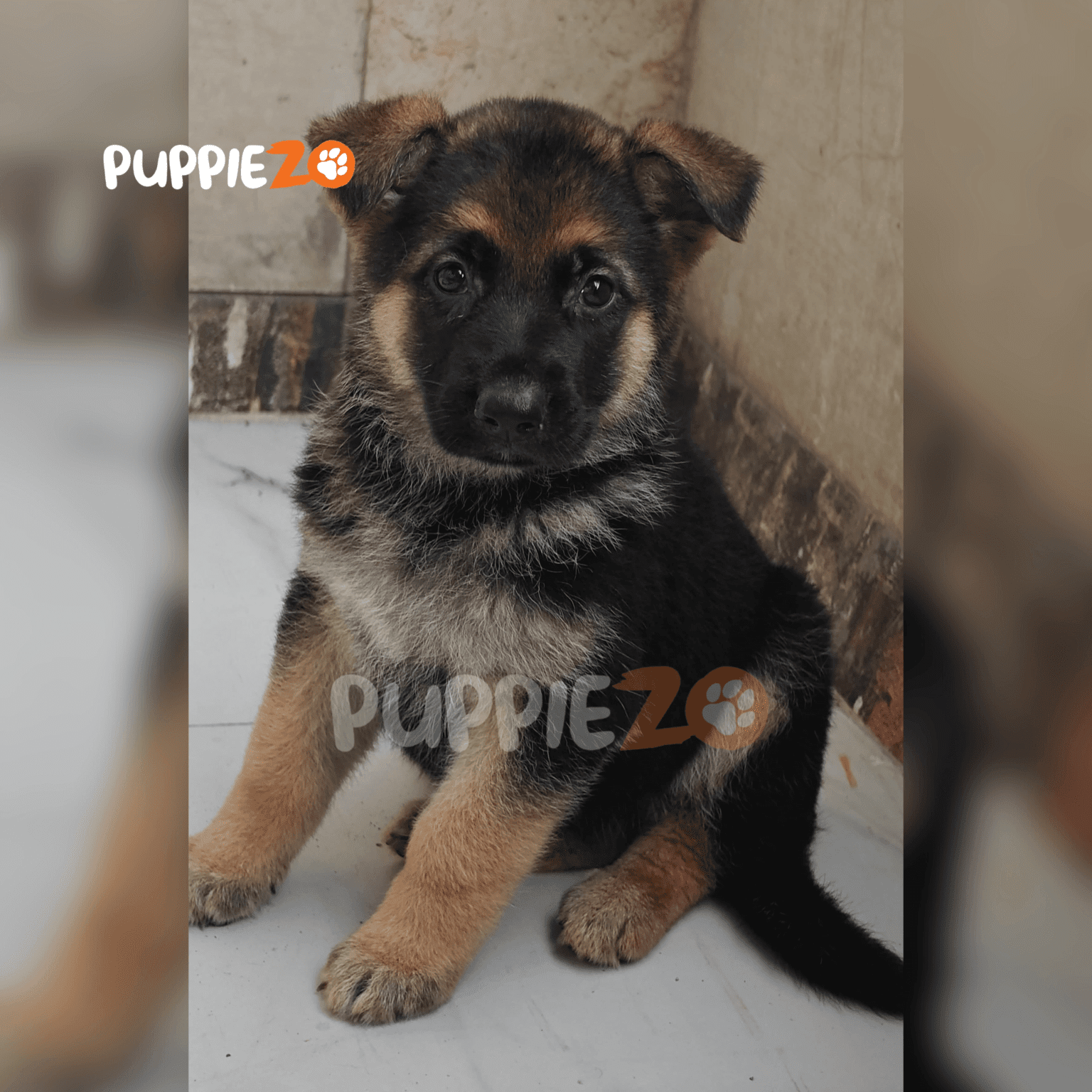 German Shepherd Double Coat Puppies For Sale in India At Best Prices ...