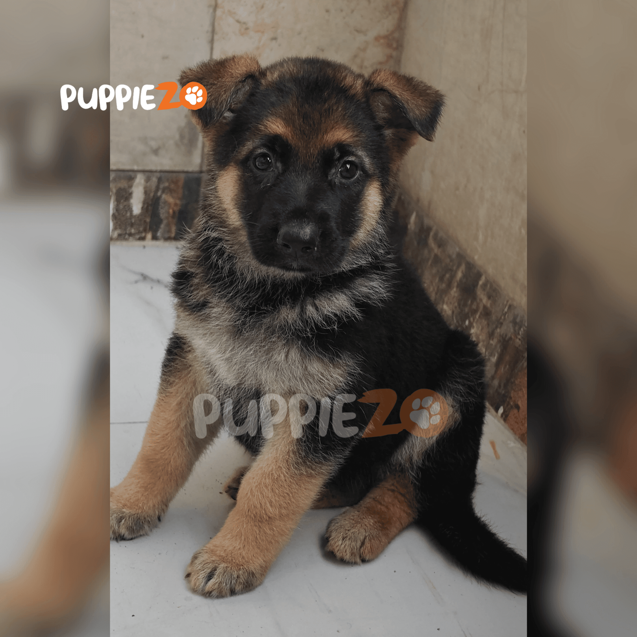 German Shepherd Long Coat Puppies For Sale in India At Best Prices ...