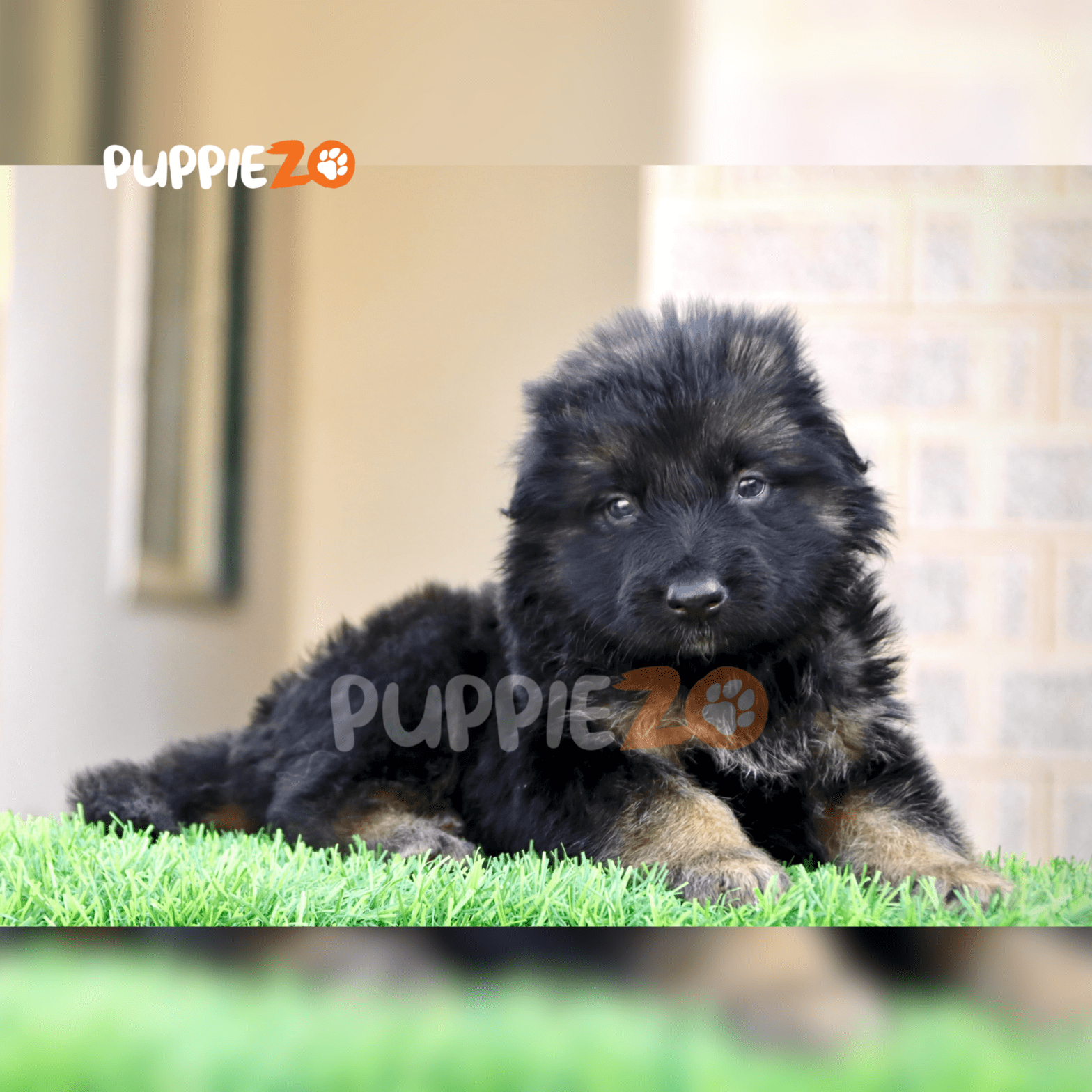 German Shepherd - Puppiezo