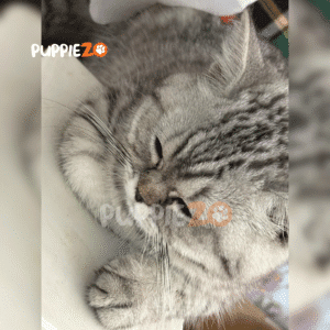 Buy Purebred Kittens & Cats for Sale in India | Puppiezo