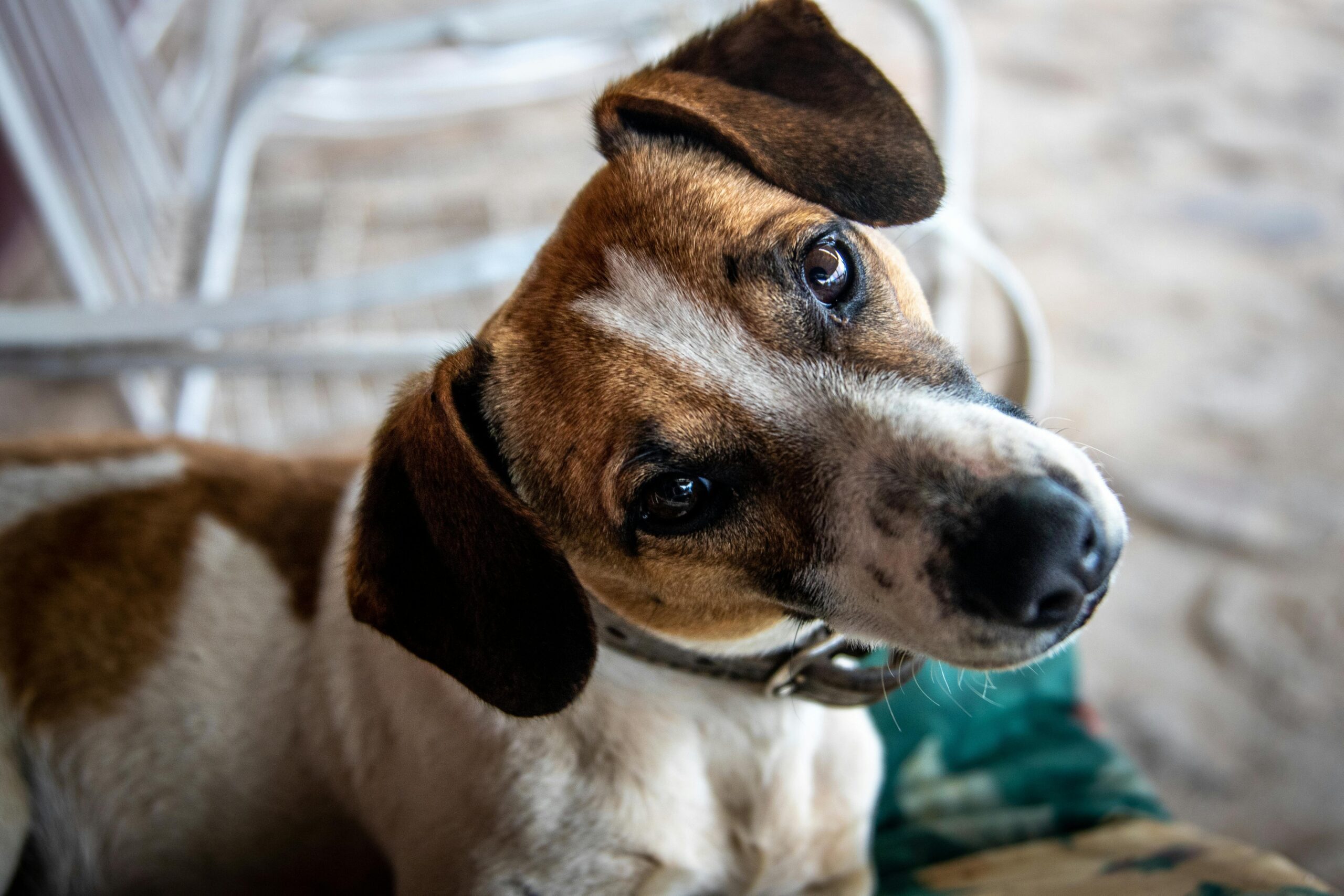 Jack Russell Terrier Tri Colour Puppies For Sale in India At Best ...